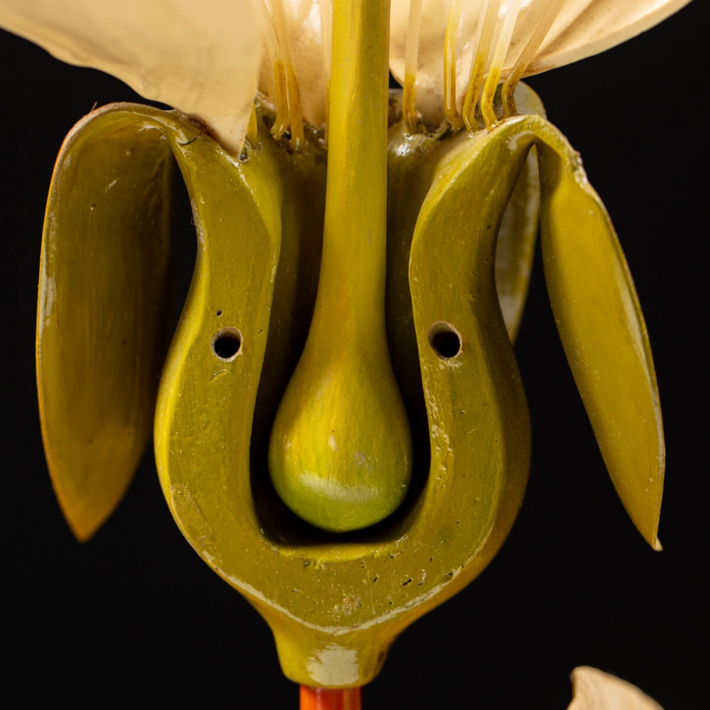 Oude anatomische modelplant