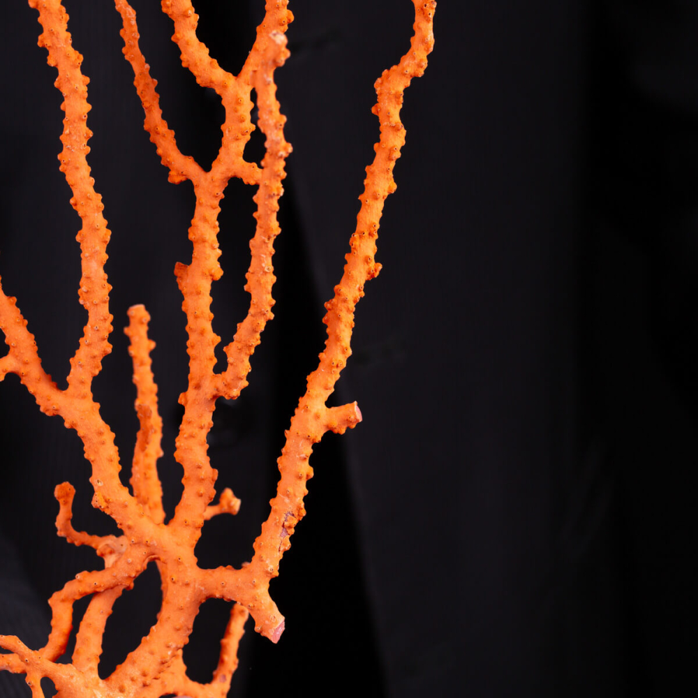 Corallo Rosso: Curiosità Naturale.