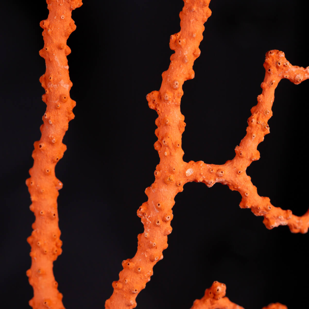 Corallo Rosso: Curiosità Naturale.