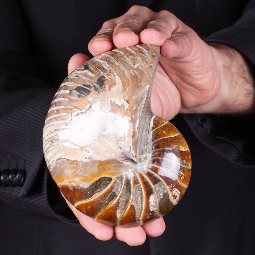 Nautilus fossile - Cymatoceras specie